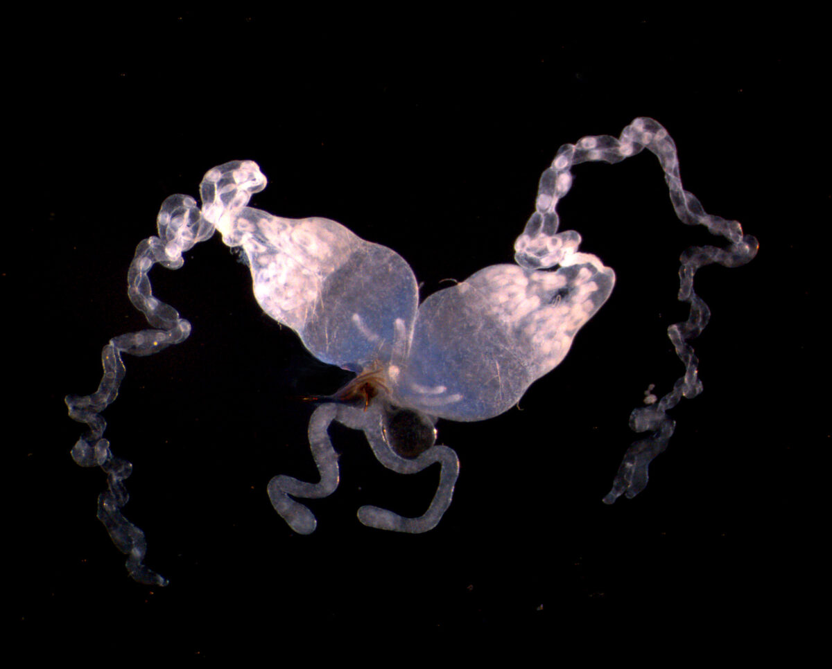 GAELEN BURKE - Insect Biology